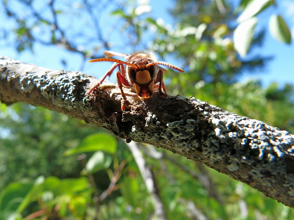 Hornet Insects Nature - Free photo on Pixabay