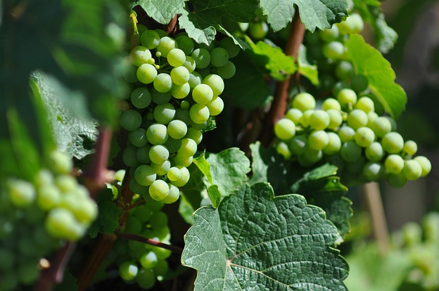 Wine Grapevine Grapes - Free photo on Pixabay