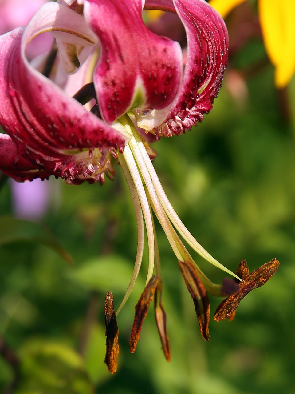 Turk'S Cap Lily Lilium Martagon - Free photo on Pixabay - Pixabay