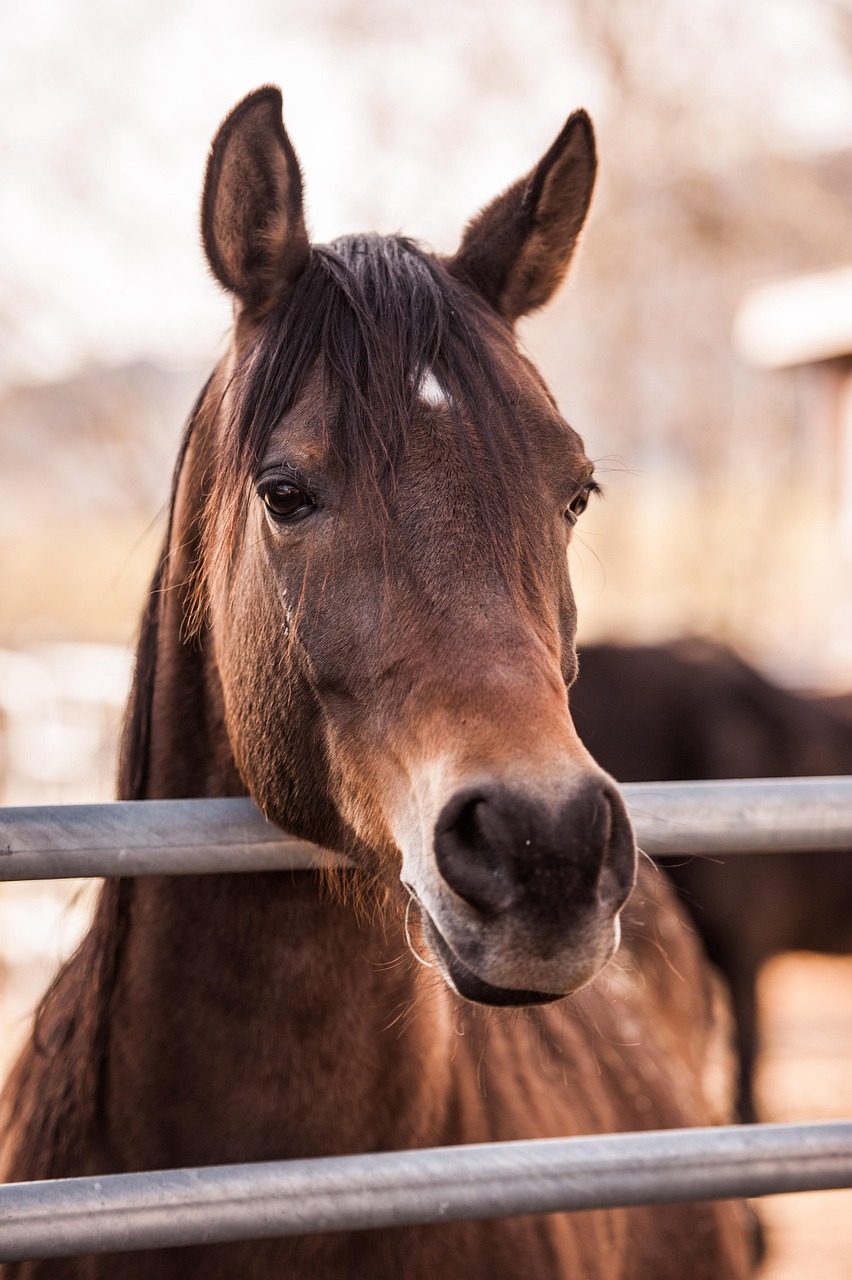 Caballo Árabe Semental Cabeza De - Foto gratis en Pixabay