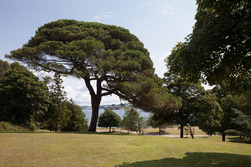 Park Trees Meadow - Free photo on Pixabay - Pixabay