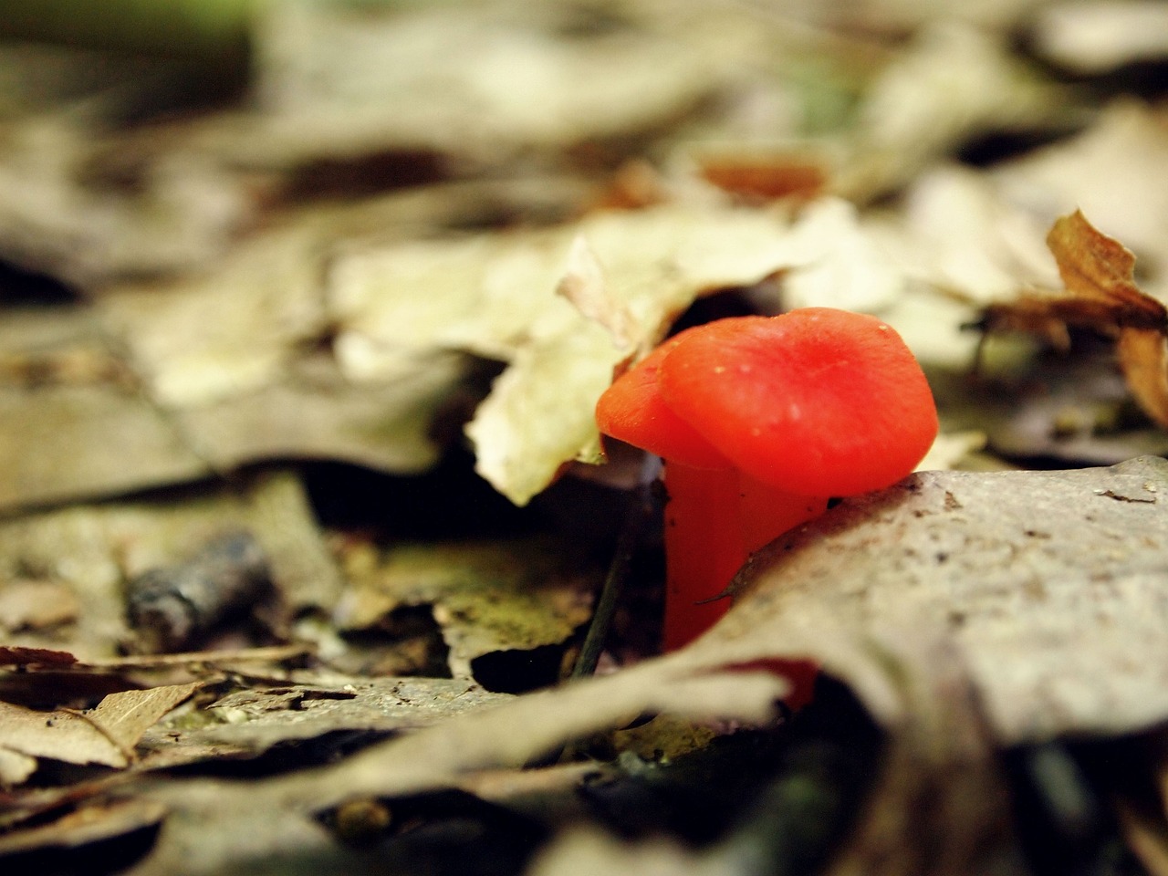 Champignon Orange Peu Tout - Photo gratuite sur Pixabay - Pixabay