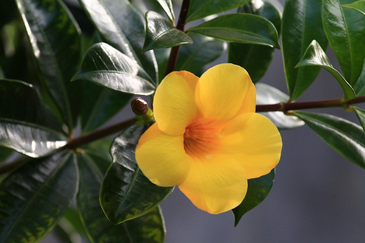 Flowers Petal Flower - Free photo on Pixabay - Pixabay