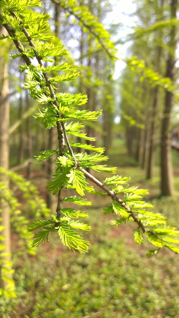 The Leaves Sprout Spring - Free photo on Pixabay