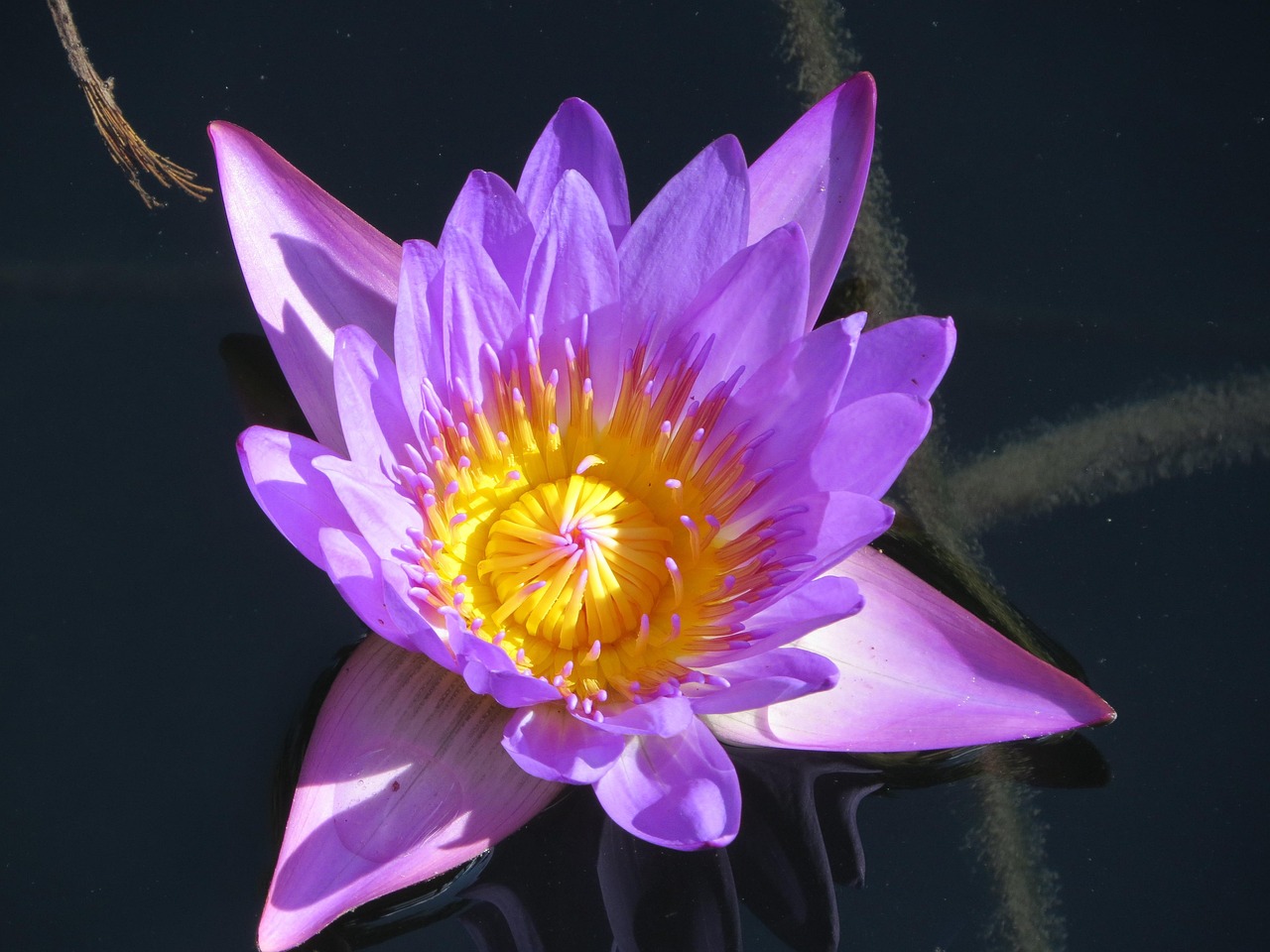 900+ Free Waterlillies & Waterlily Images - Pixabay