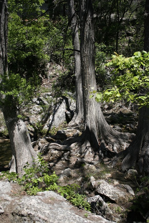 Árbol Tronco Bosque - Foto gratis en Pixabay - Pixabay