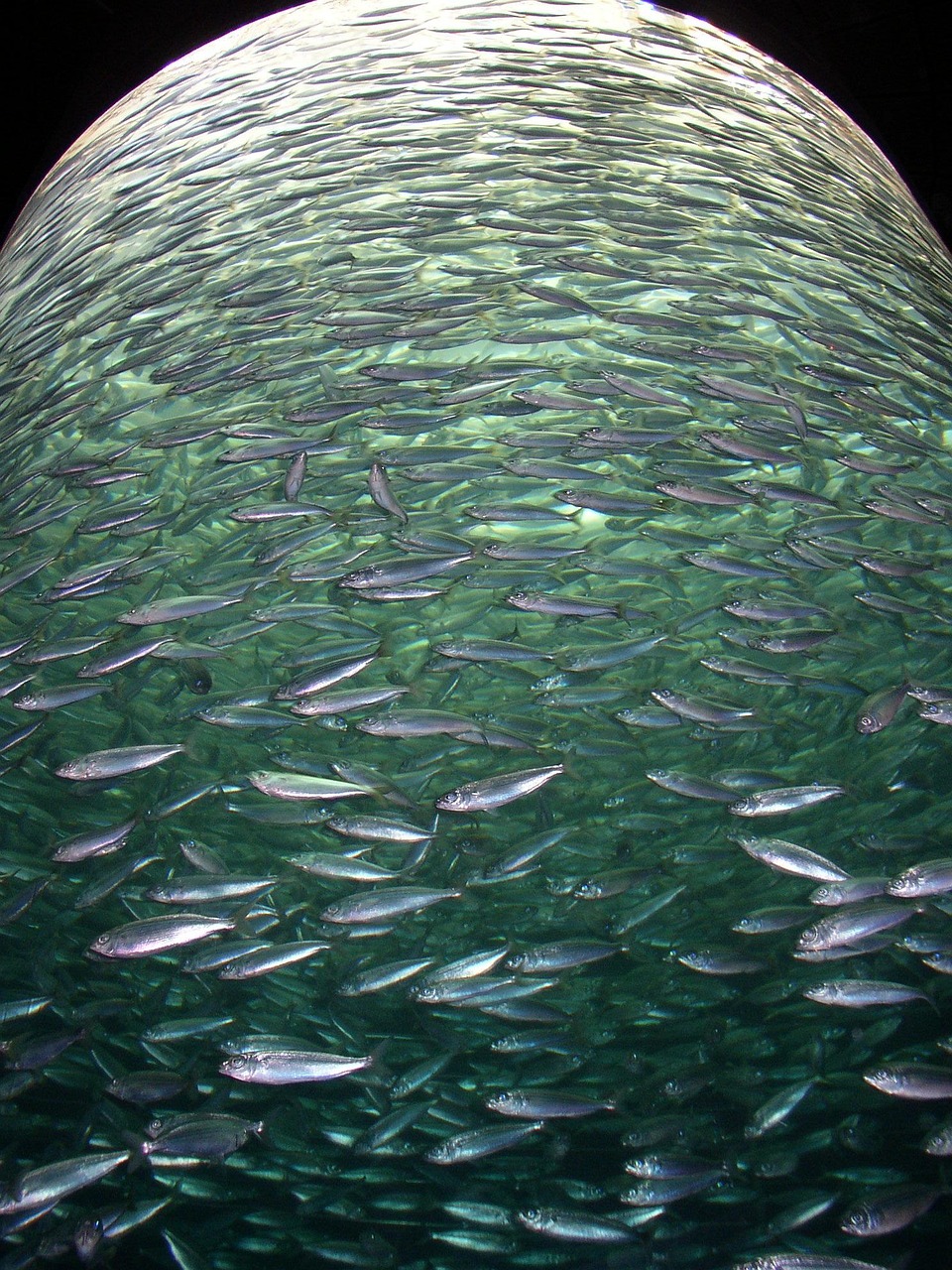 Fishes Shoal Many - Free photo on Pixabay - Pixabay