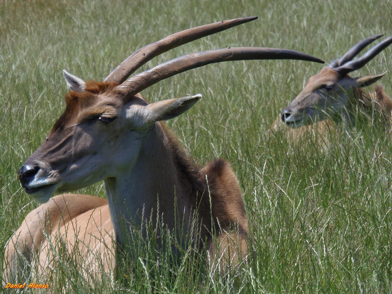 Eland Antelope Deer - Free photo on Pixabay