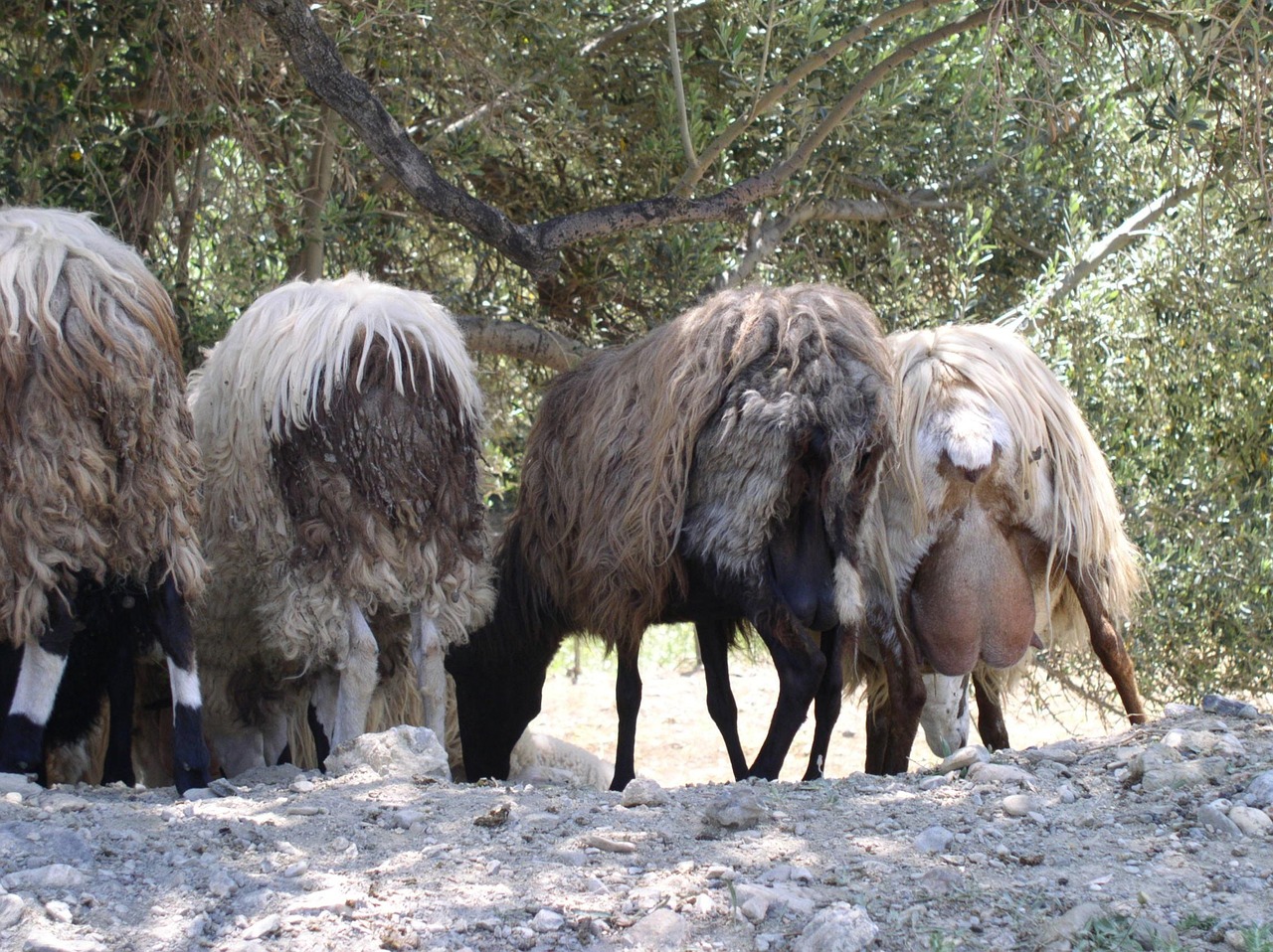 Sheep Butt Animals - Free photo on Pixabay - Pixabay