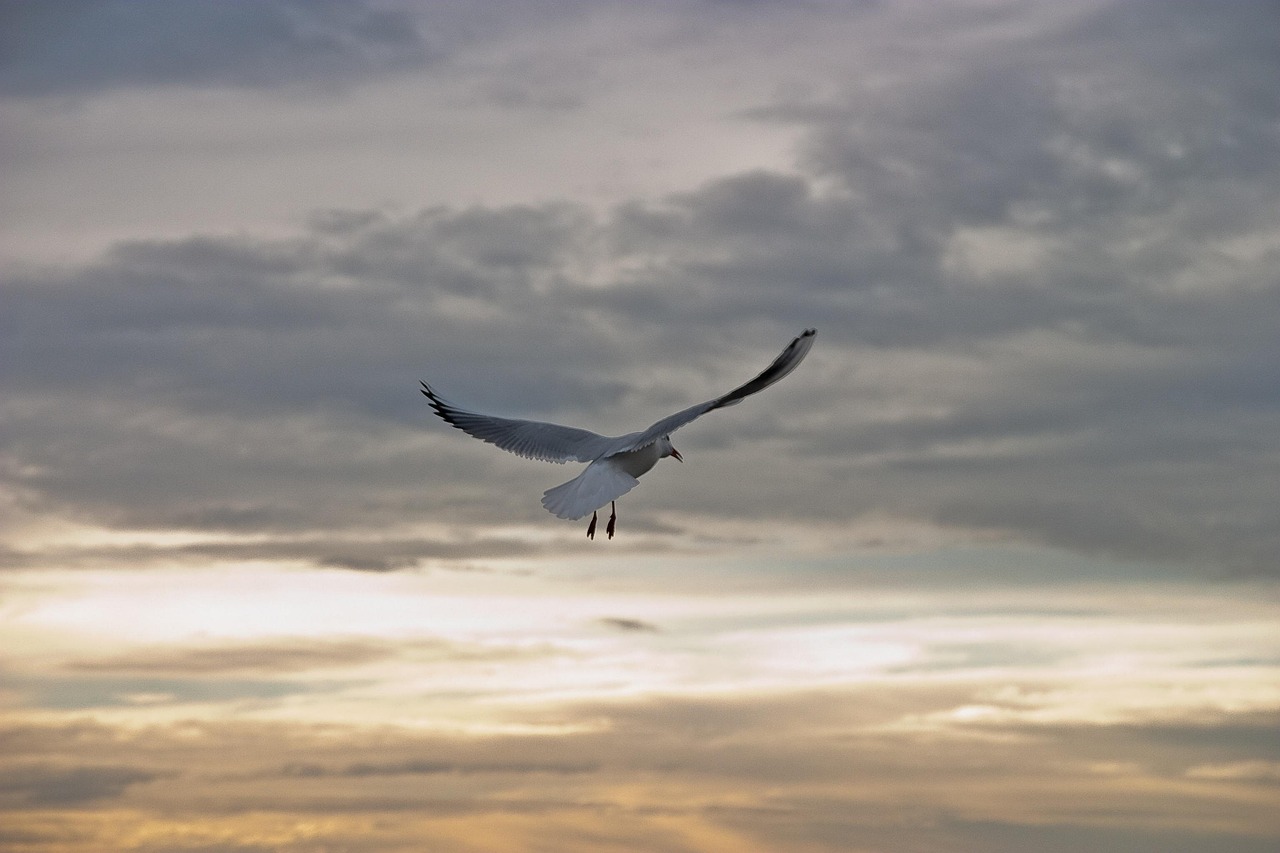 Möwe Vogel Fliegen - Kostenloses Foto auf Pixabay