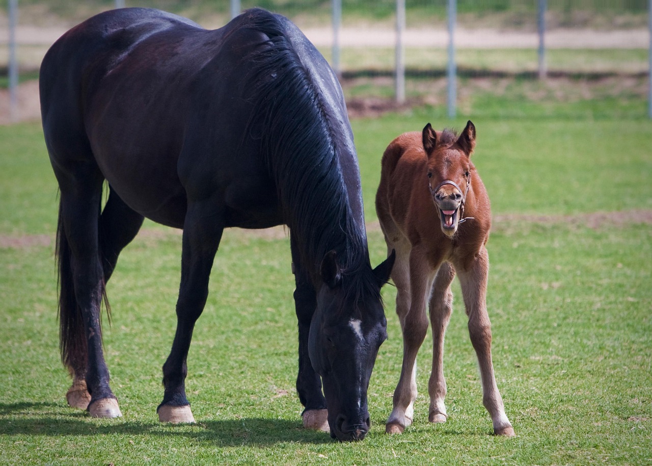 200+ Free Foal Farm & Foal Photos - Pixabay