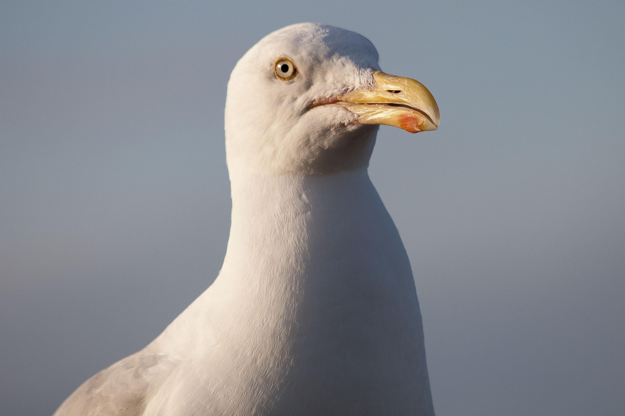 Gull Laridae Bird Plover - Free photo on Pixabay