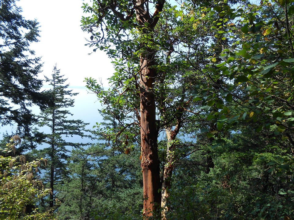 Trees Arbutus Nature - Free photo on Pixabay