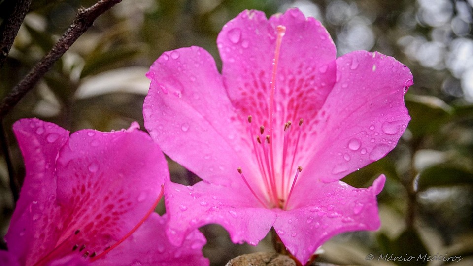 Flor Azalea Naturaleza - Foto gratis en Pixabay - Pixabay