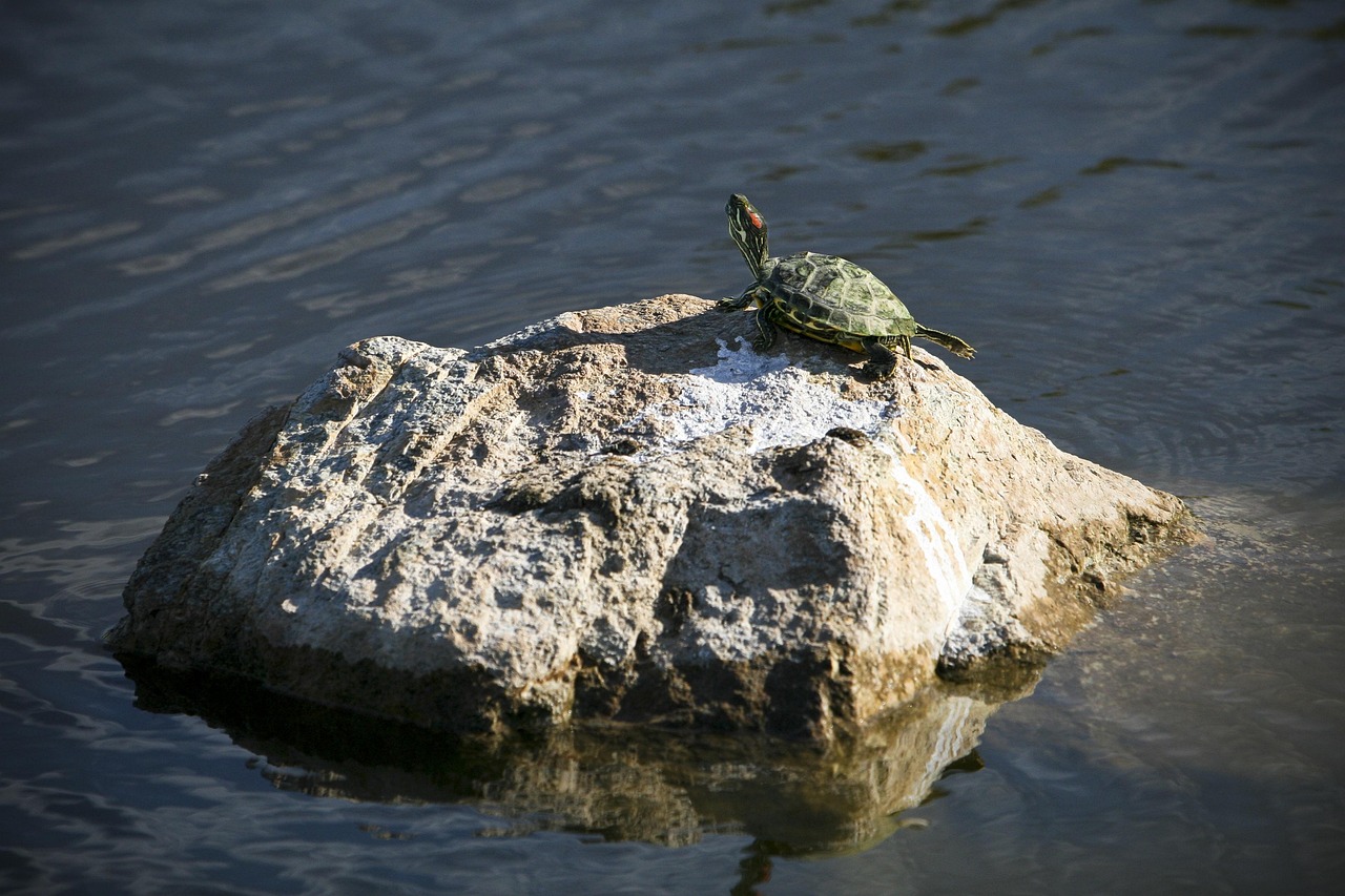Más de 300 imágenes gratis de Tortugas Marinas y Tortuga - Pixabay