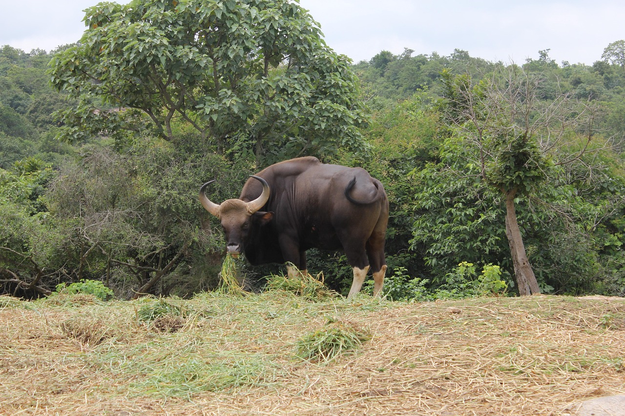 9,000+ Free Indian Bison & Bison Images - Pixabay