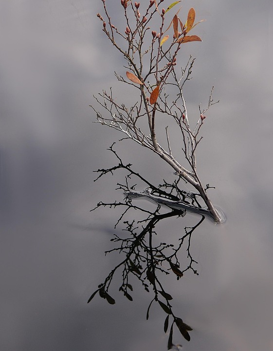 Water Still Bush - Free photo on Pixabay