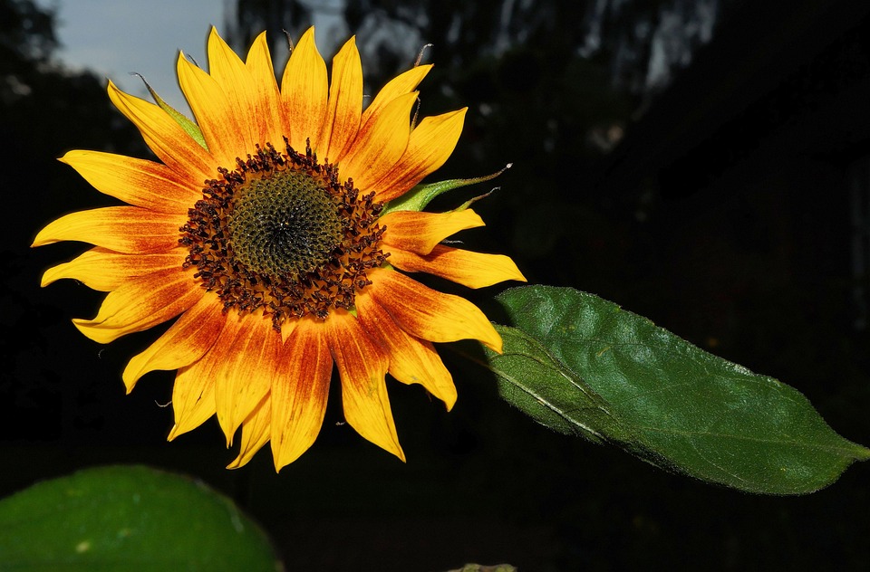 Mekar Bunga Matahari Kuning Musim - Foto gratis di Pixabay