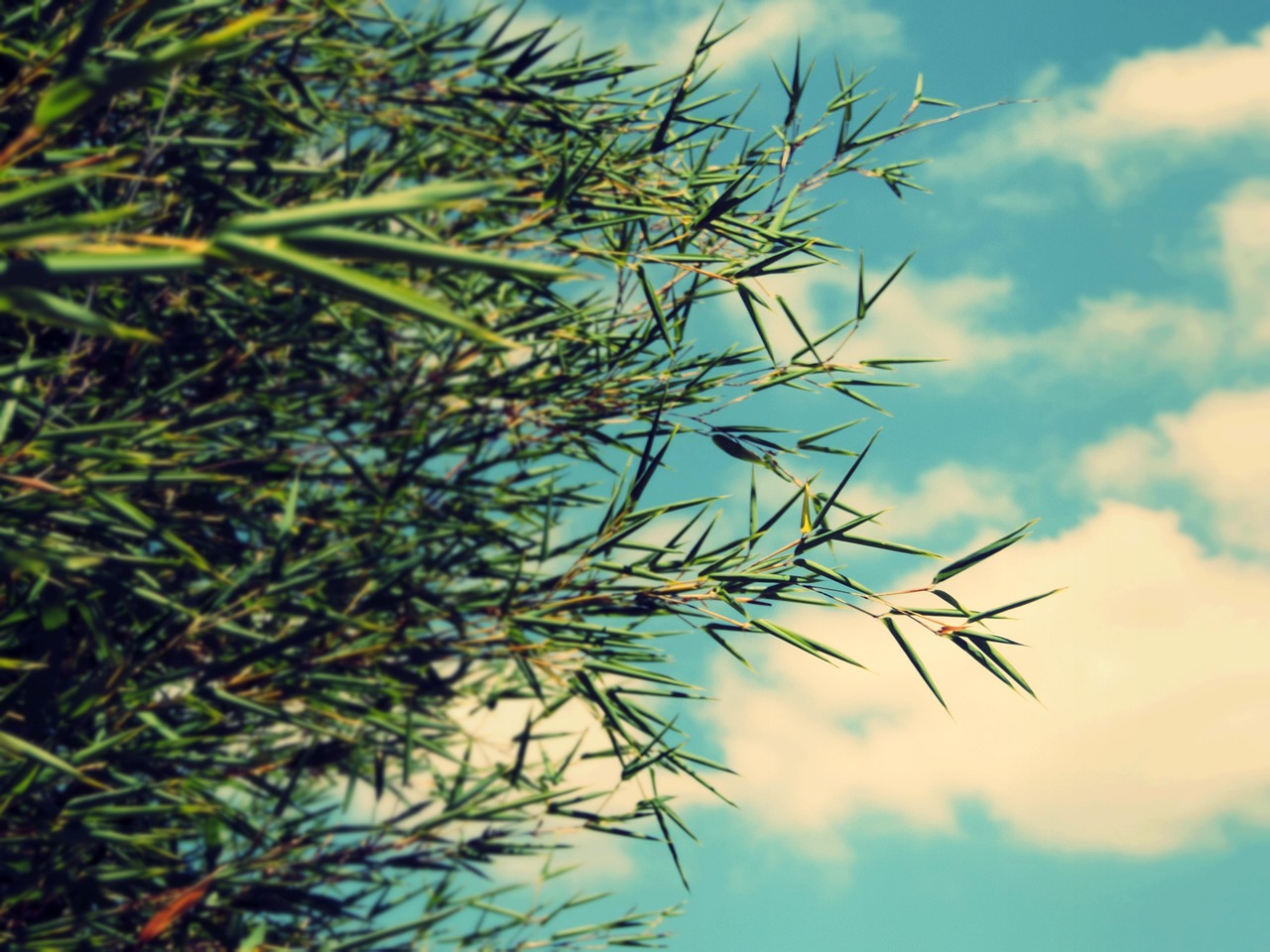 Bamboo Zen Asian - Free photo on Pixabay - Pixabay