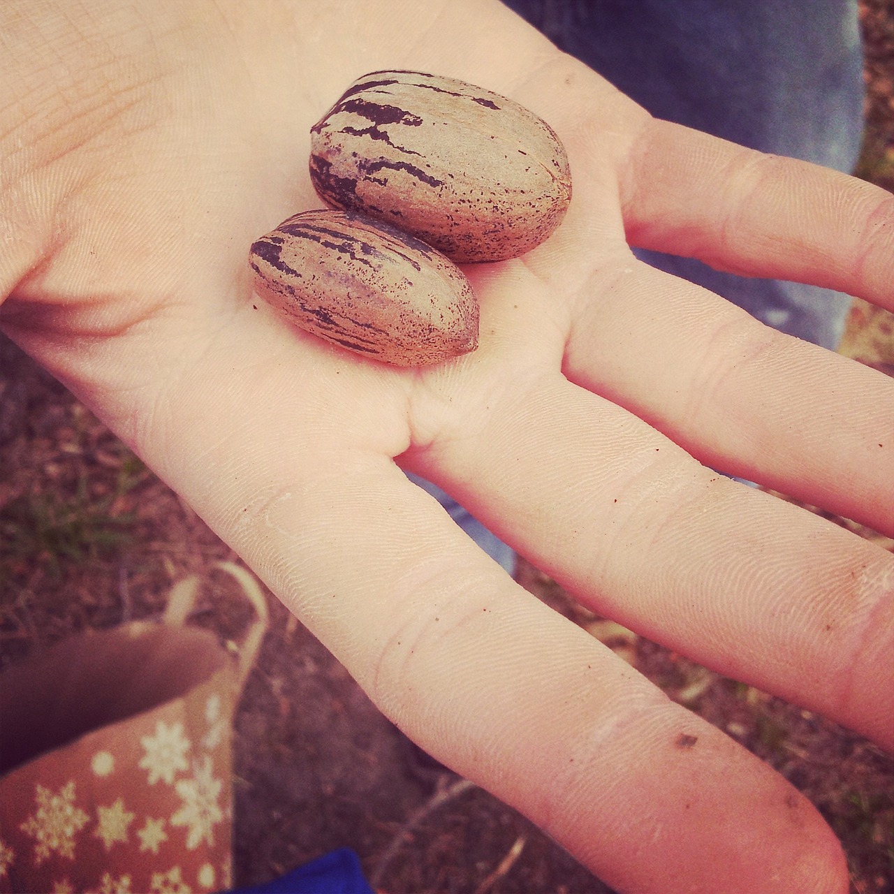 100+ Free Pecans & Nuts Images - Pixabay