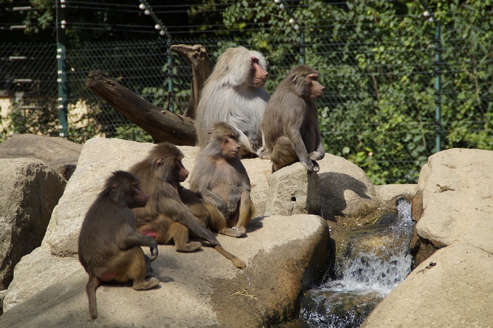 Baboons Family Monkeys - Free photo on Pixabay - Pixabay