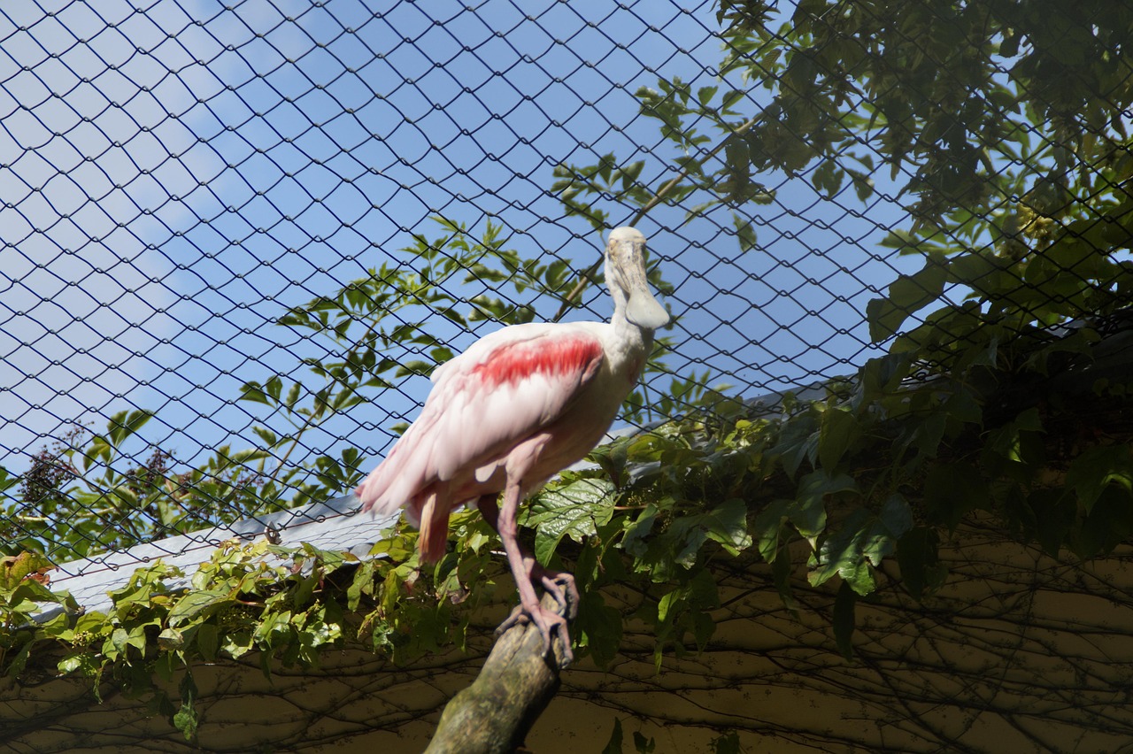 Spoonbill Bird Aviary - Free photo on Pixabay - Pixabay