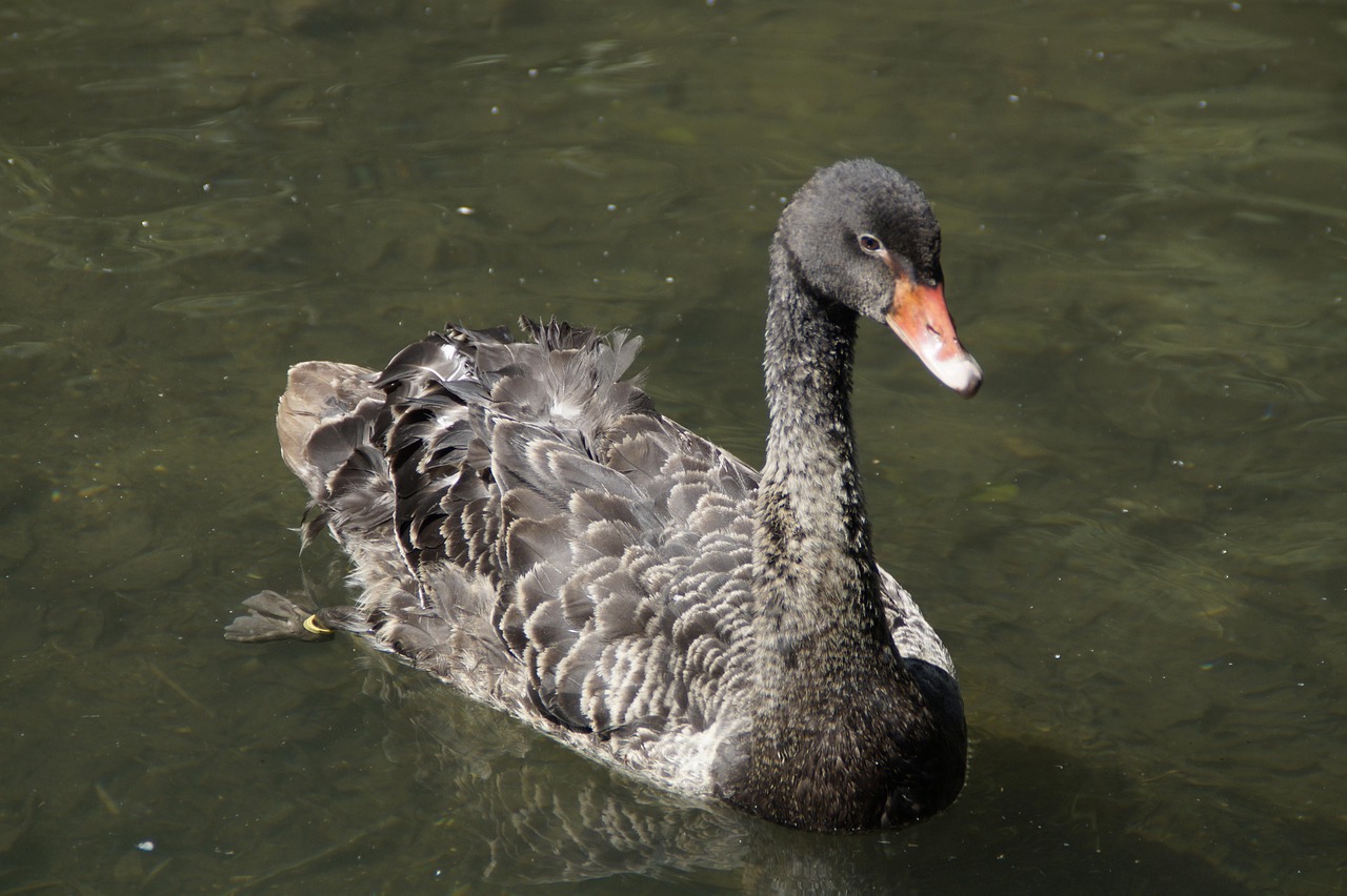 Angsa Hitam Berenang - Foto gratis di Pixabay - Pixabay