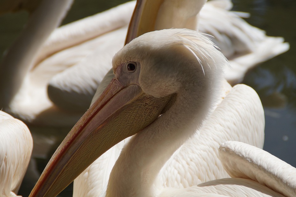 Pelican Head Close Up - Free photo on Pixabay