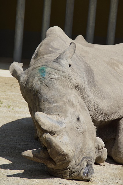 Rhino Lie Horns - Free photo on Pixabay - Pixabay