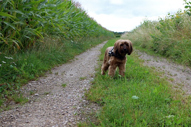 Perro Animal Sendero - Foto gratis en Pixabay - Pixabay