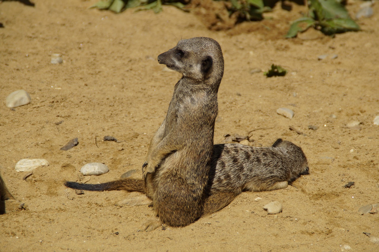 Meerkat Cute Wildlife - Free photo on Pixabay - Pixabay