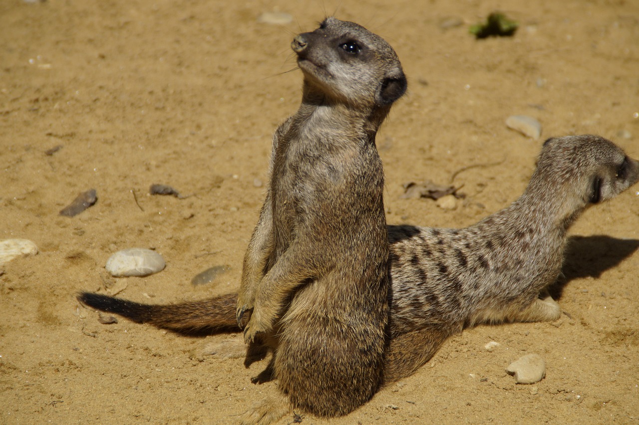 Meerkat Cute Wildlife - Free photo on Pixabay - Pixabay