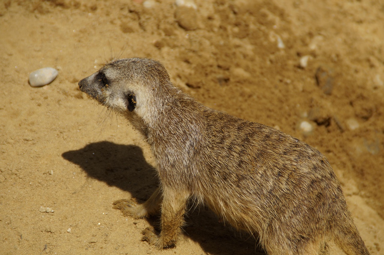 Suricata Animal - Foto gratis en Pixabay - Pixabay