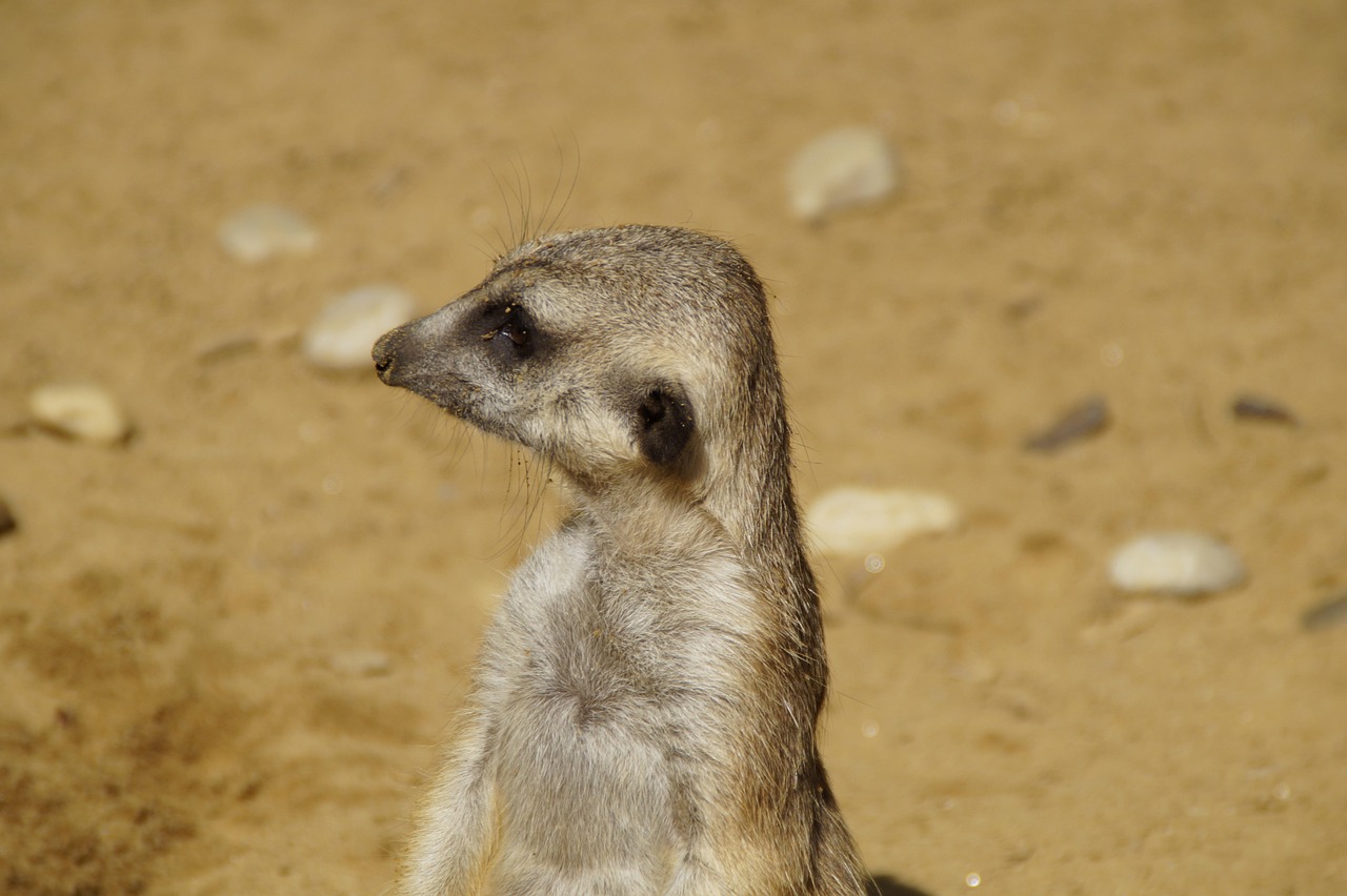 Suricata Retrato Cabeza - Foto gratis en Pixabay