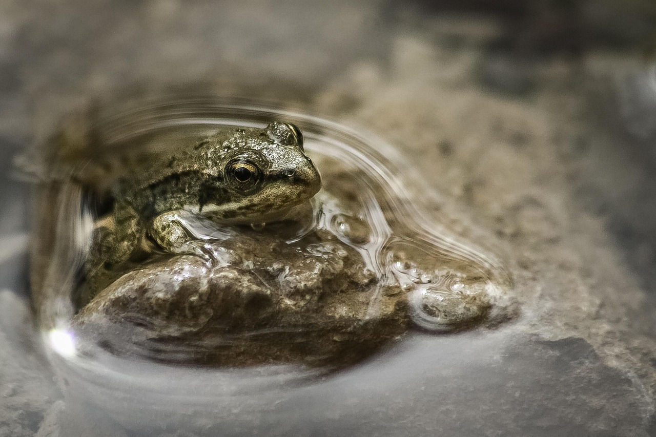Plus de 100 images de Fotos De Rana et de Nature - Pixabay
