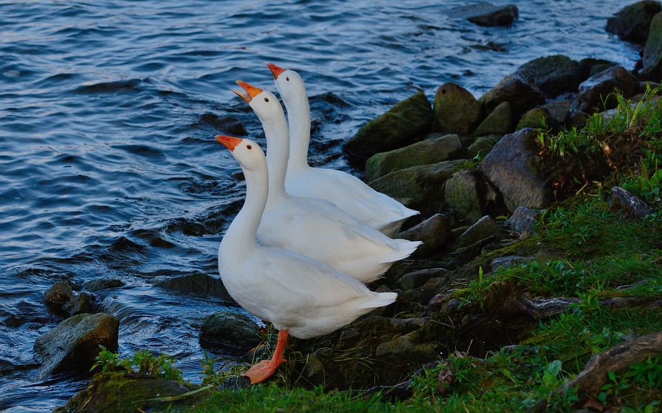 White Snow Geese Trio Birds - Free photo on Pixabay - Pixabay