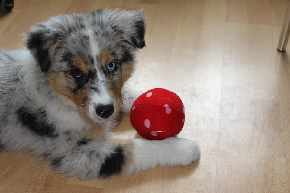 Puppy Dog Ball - Free photo on Pixabay