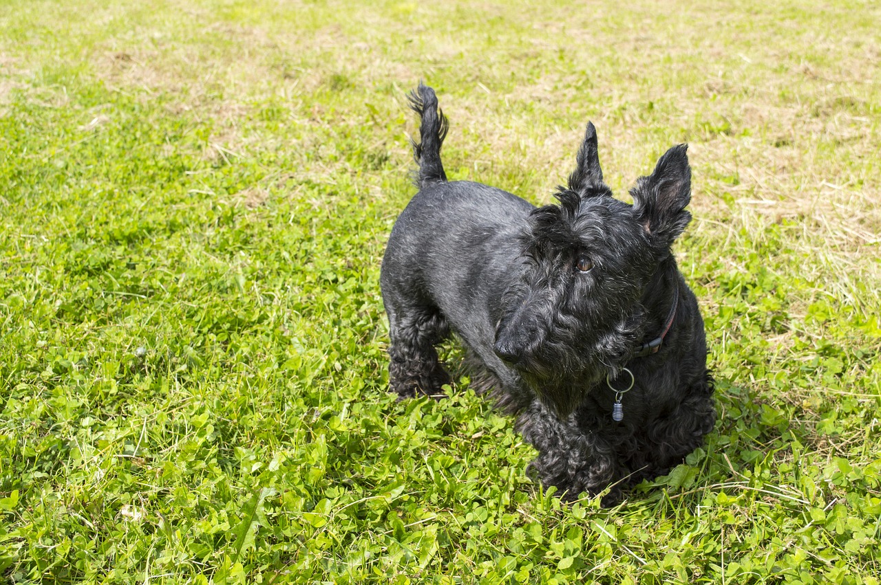 3,000+ Free Scottish Terrier & Dog Images - Pixabay