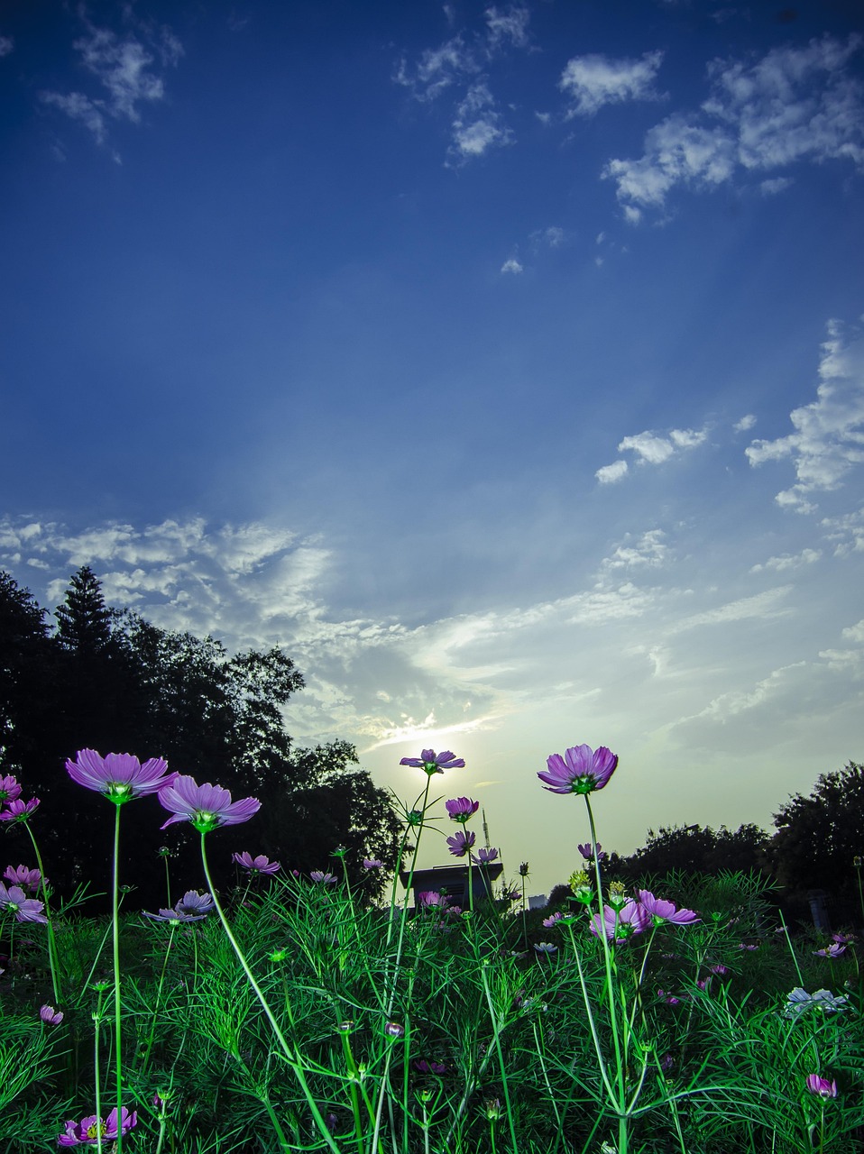 Nature Le Printemps L'Été - Photo gratuite sur Pixabay - Pixabay