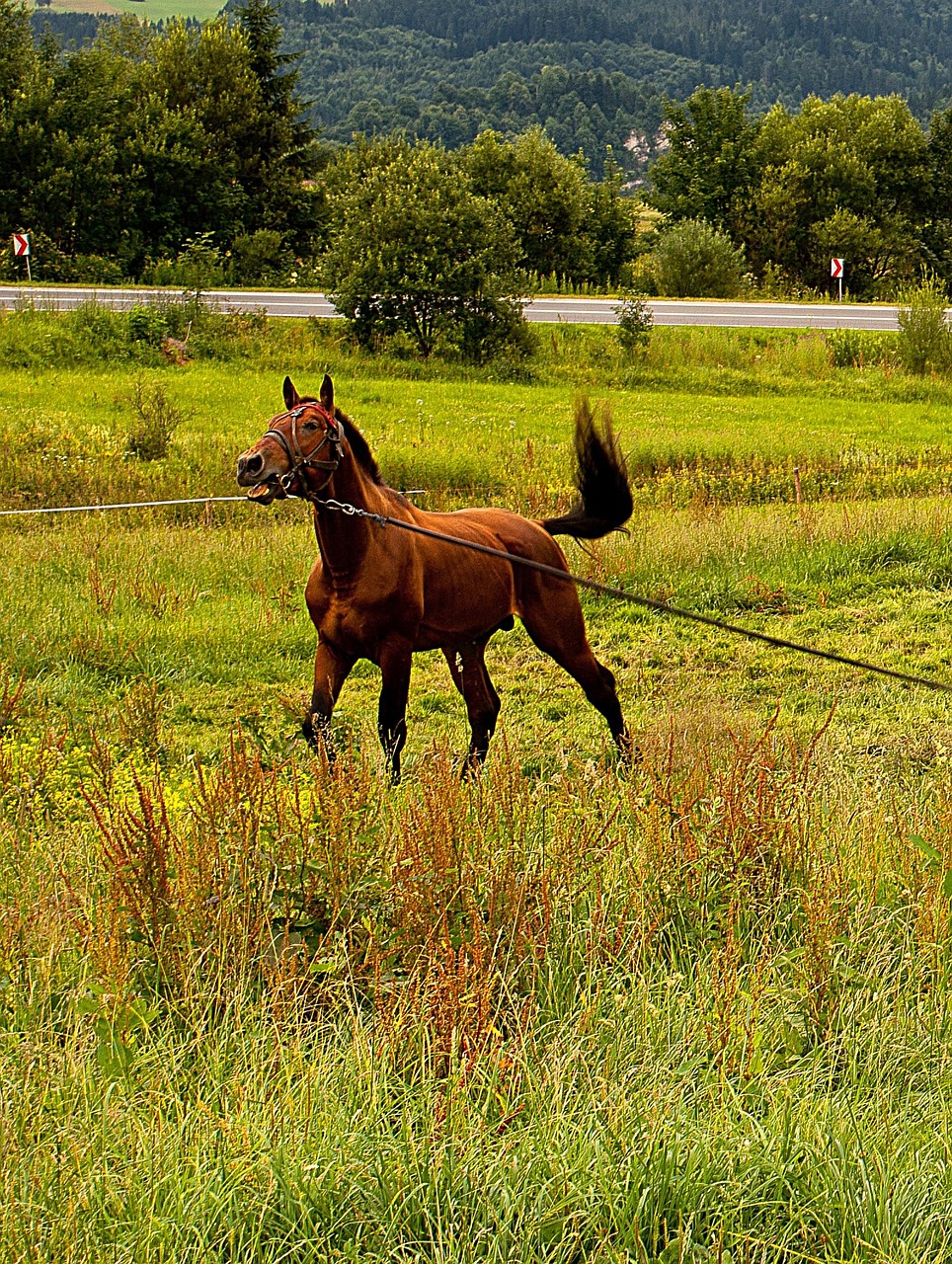Horse Animal Head - Free photo on Pixabay - Pixabay