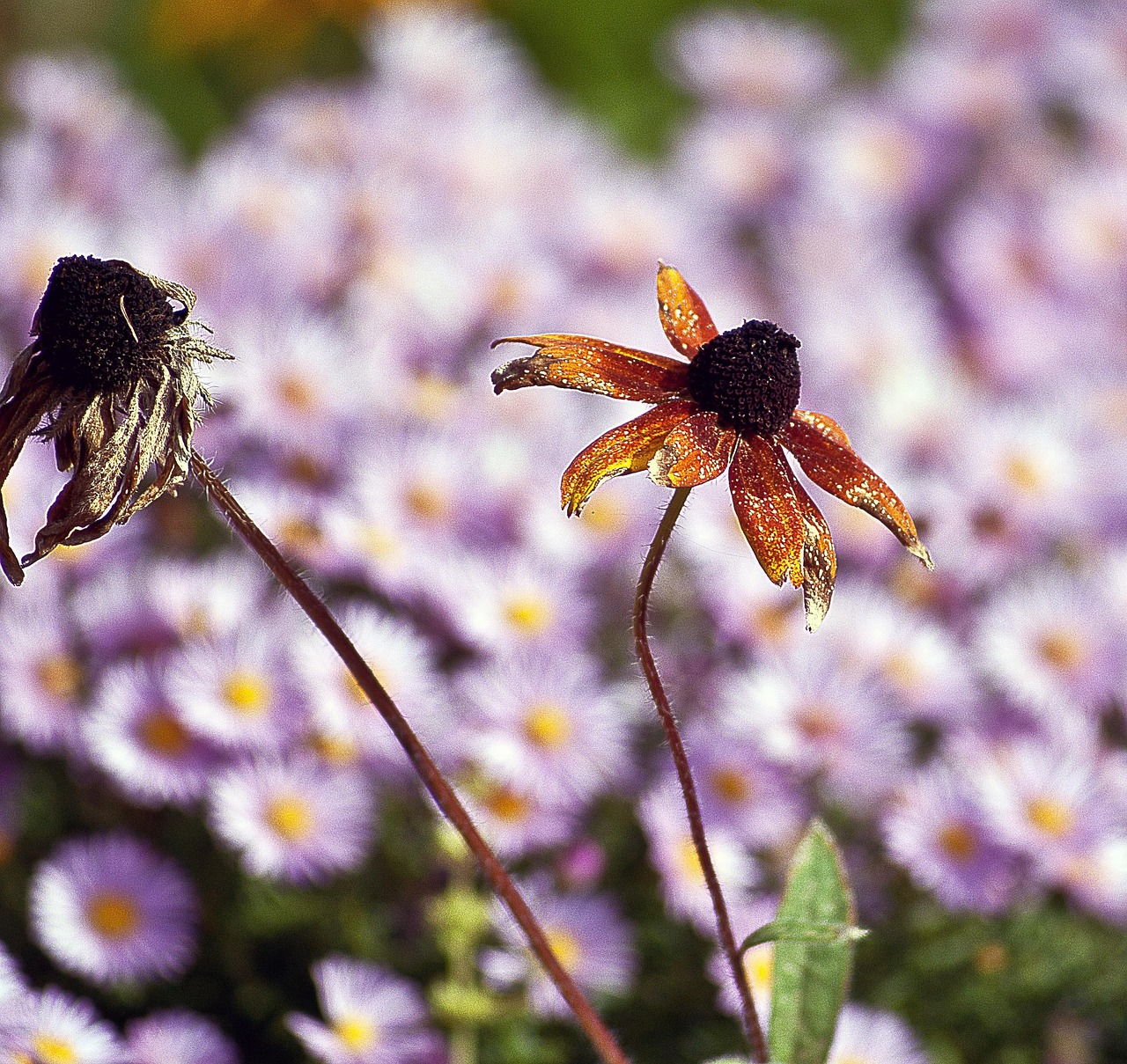 Flor Murcha Verstorbene Verwelkte Blumen In Glasvase Stockbild Bild