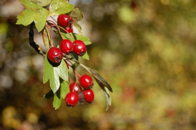 Rosa Selvagem Fruta Plantas - Foto gratuita no Pixabay - Pixabay