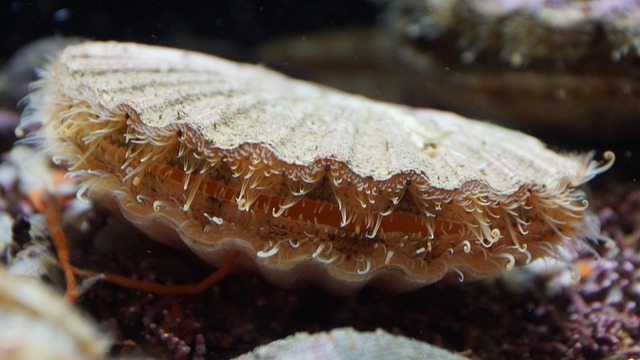 Scallop Sea Seafood - Free photo on Pixabay