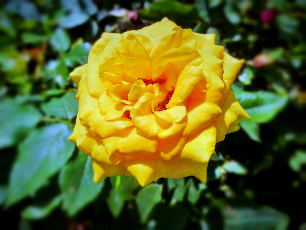 Kuning Mawar Bunga - Foto gratis di Pixabay - Pixabay