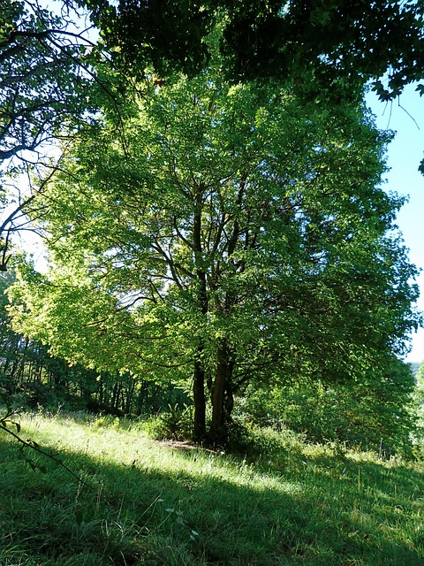 Paisajes Árboles Naturaleza Luces - Foto gratis en Pixabay - Pixabay