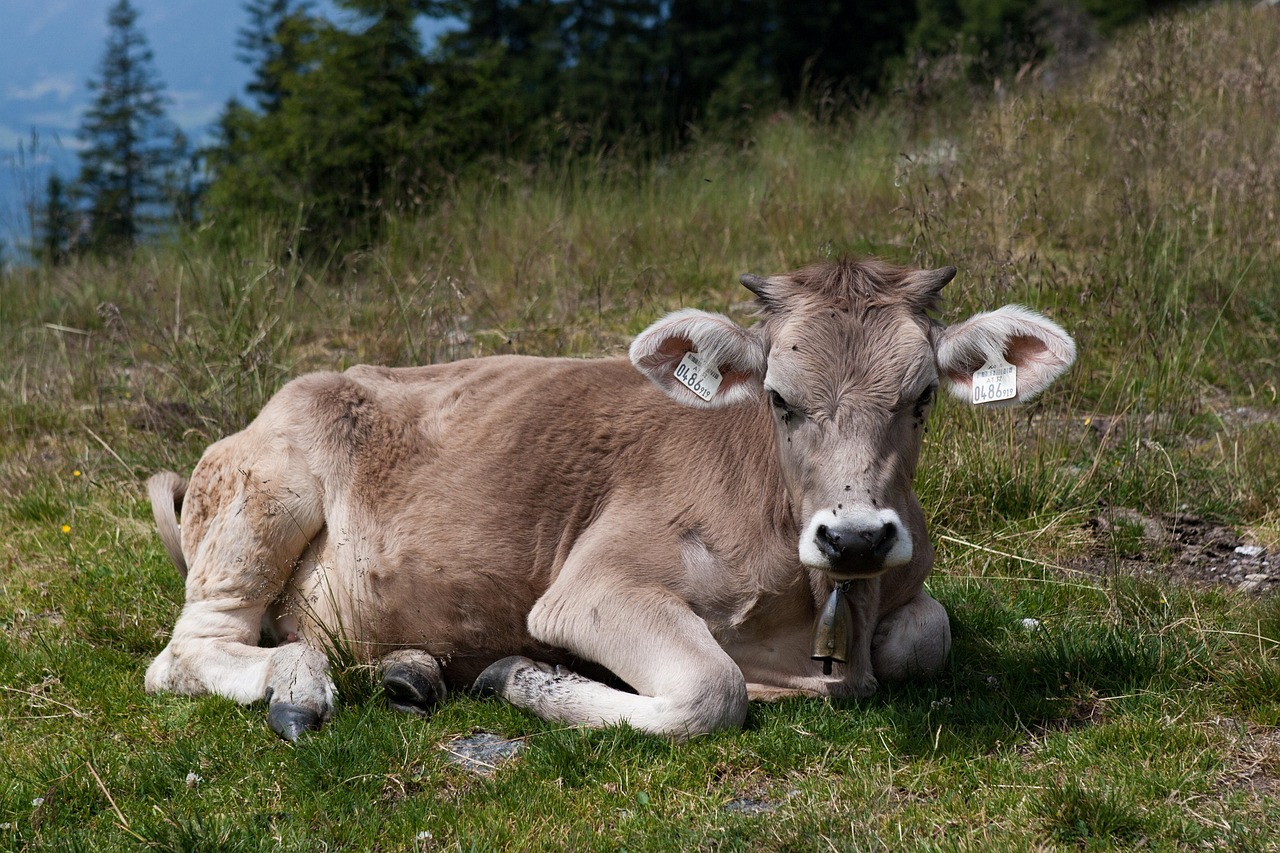 Novilla Joven Vaca Ganado - Foto gratis en Pixabay - Pixabay