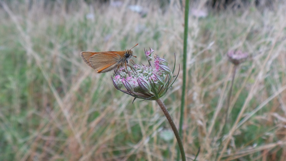 Butterfly Insect Wild Carrot - Free photo on Pixabay - Pixabay