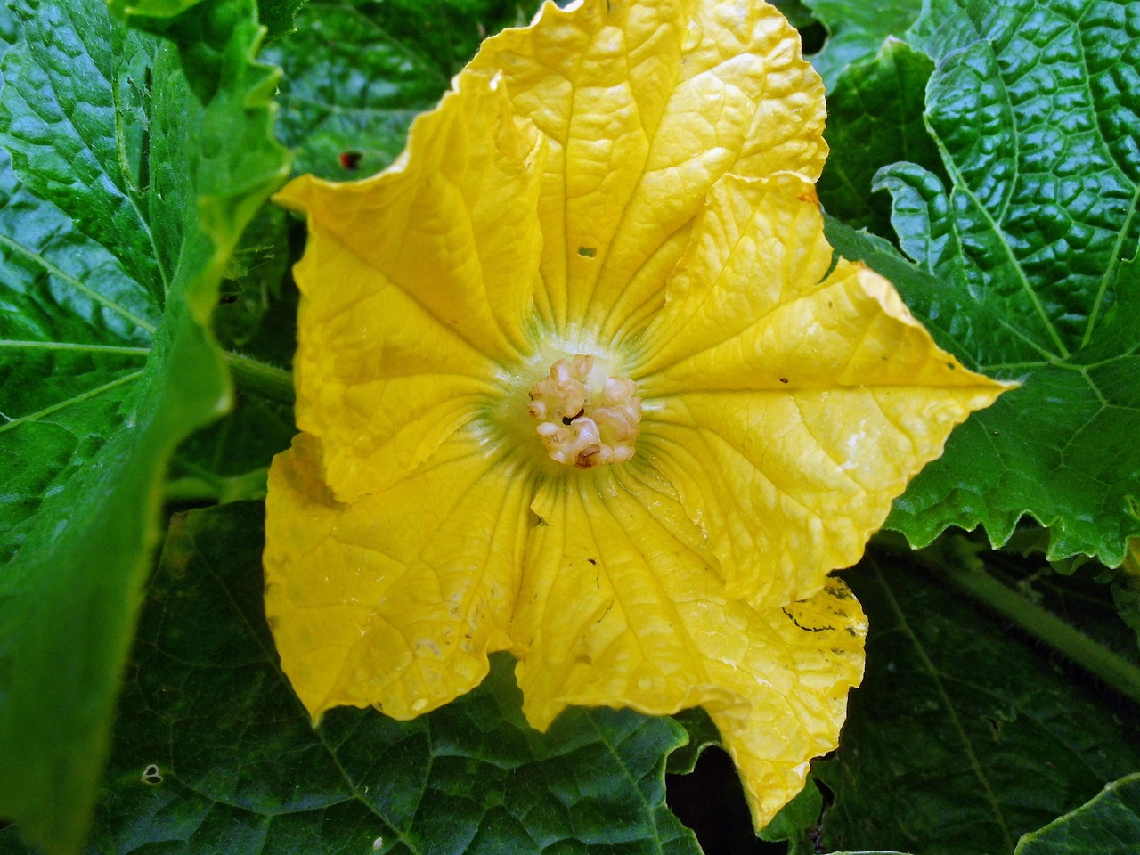 Yellow Flower Leaves - Free photo on Pixabay - Pixabay