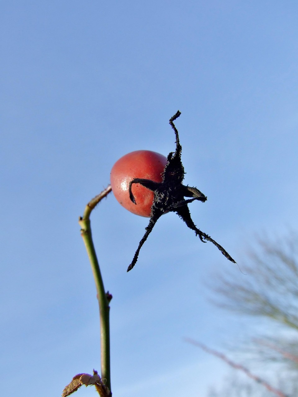 10+ Free Rose Hip Seeds & Rose Hip Images - Pixabay