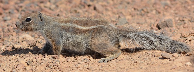 Ardilla Terrestre - Foto gratis en Pixabay